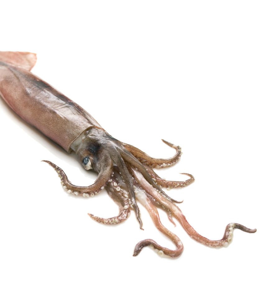 Denizlerin lezzetli kafadan bacaklısı: Kalamar – Gastrofest